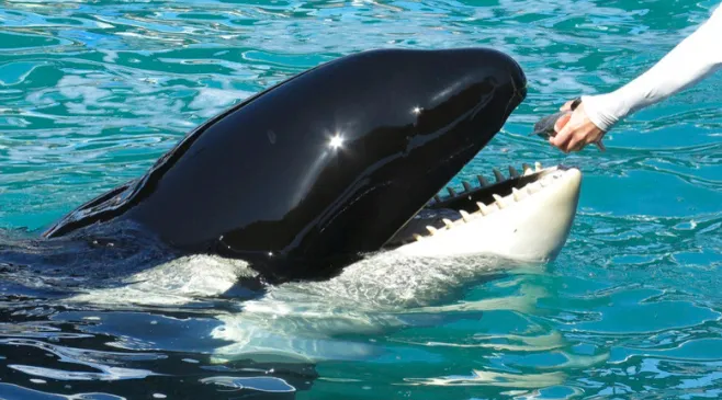 7 Fakta Menarik tentang Paus Orca, Mamalia Laut yang Luar Biasa Pintar ... 7 Fakta Menarik tentang Paus Orca, Mamalia Laut yang Luar Biasa Pintar ...