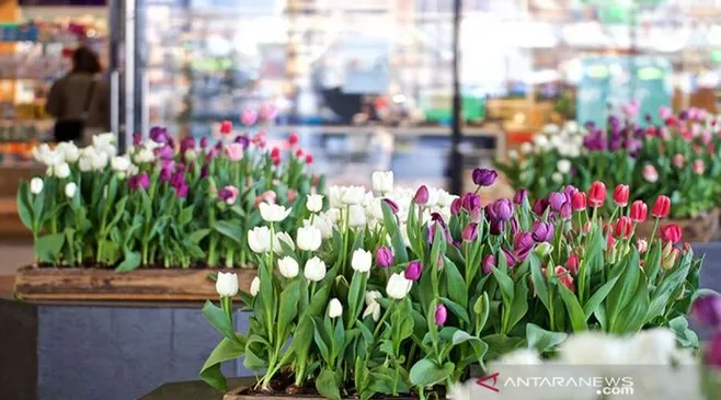 7 Arti Bunga Tulip Berdasarkan Warnanya | Narasi TV